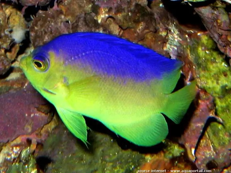 Centropyge colini (poisson-ange nain des îles Cocos)