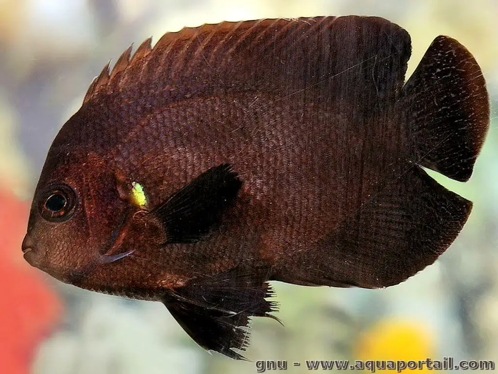 Centropyge nox (poisson-ange nain de minuit)