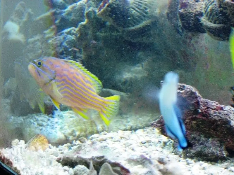 Cephalopholis polleni (mérou arlequin)