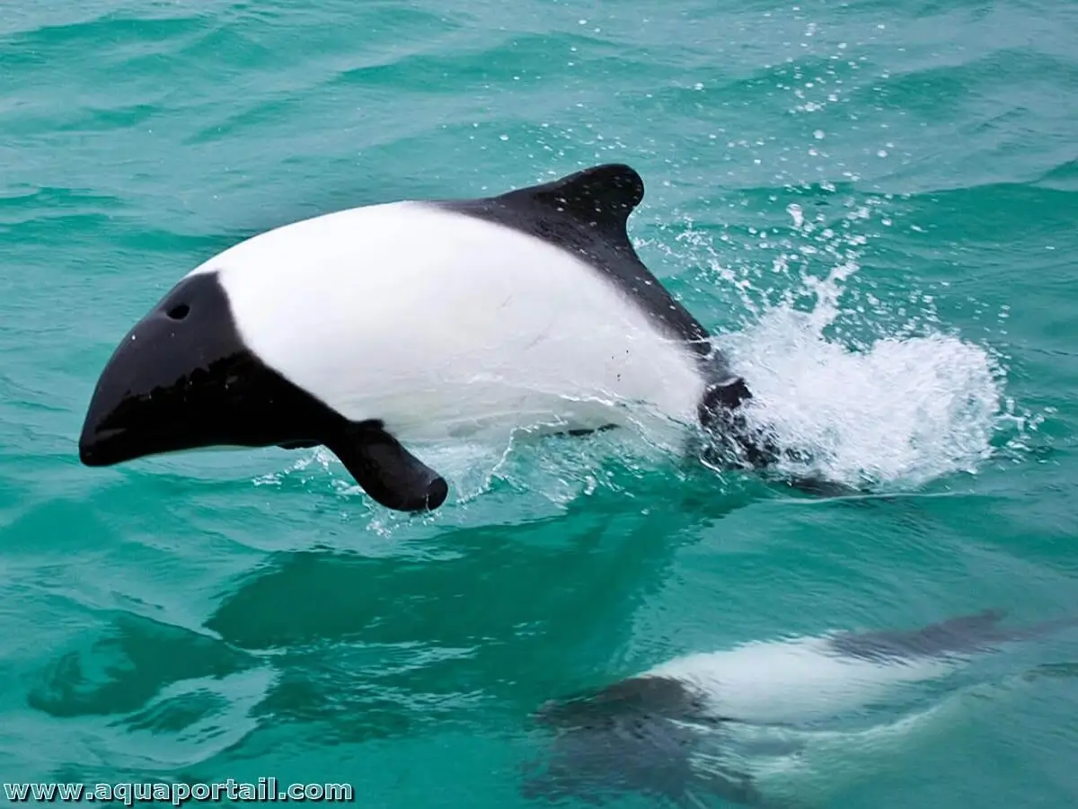 Cephalorhynchus commersonii (dauphin de Commerson)