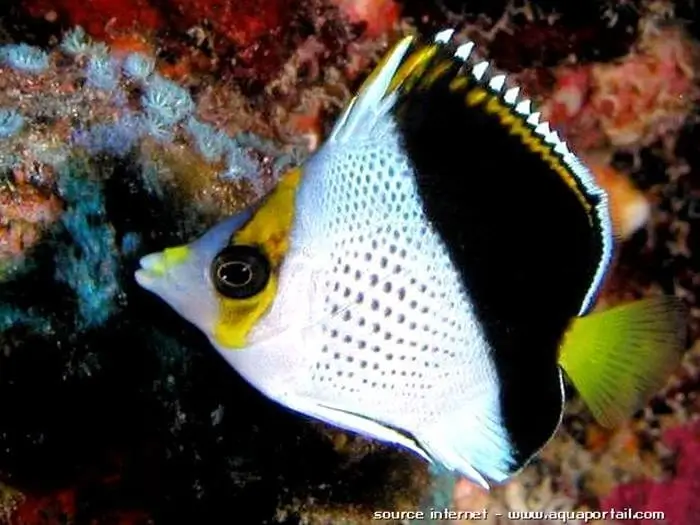 Chaetodon tinkeri (chétodon de Tinker)