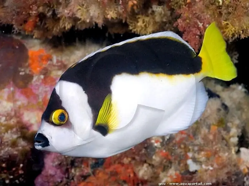 Chaetodontoplus ballinae