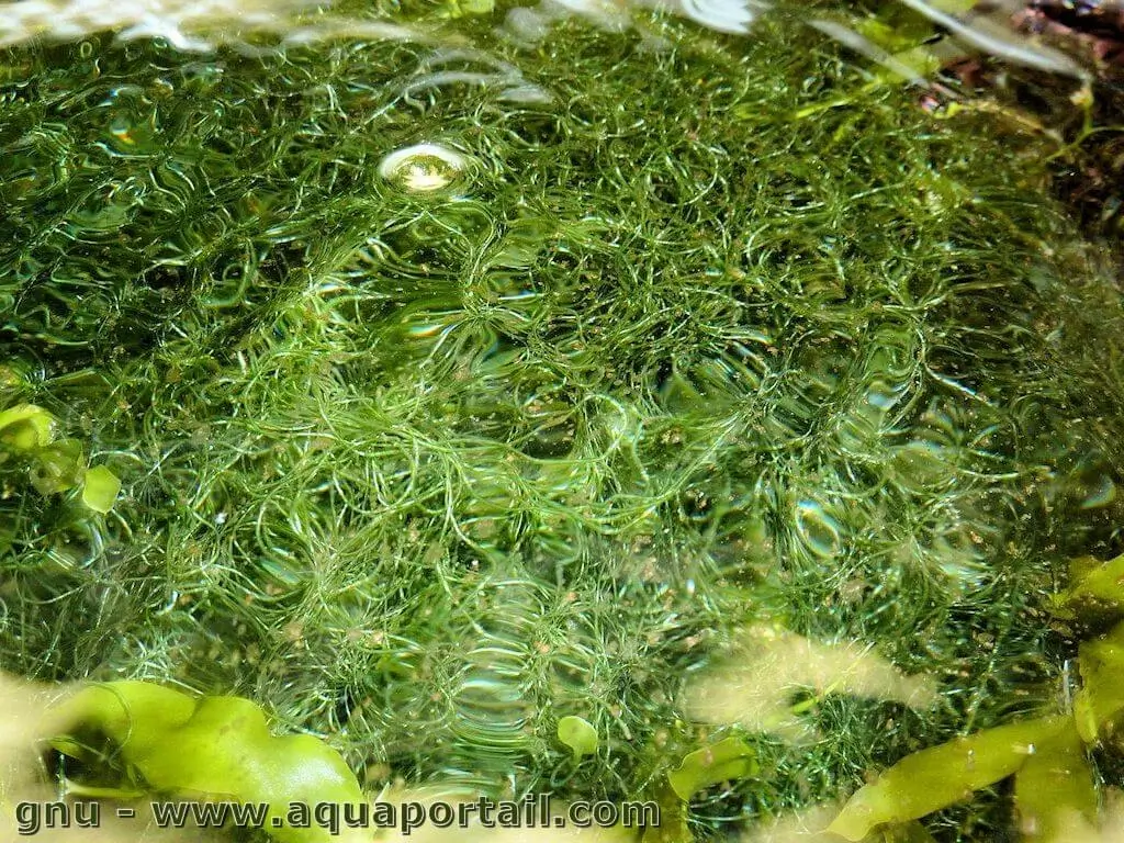 Chaetomorpha linum (algue spaghetti)