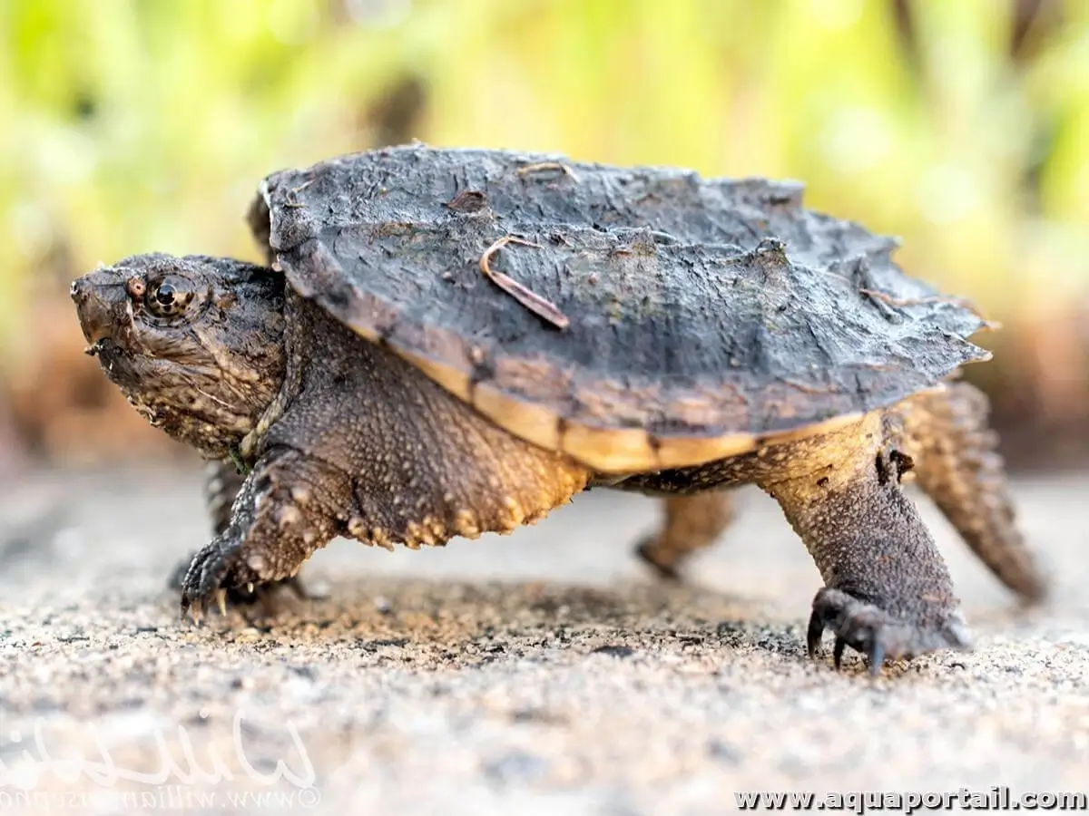 Chelydra serpentina (tortue serpentine)
