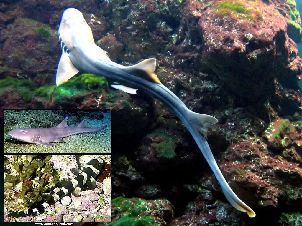 Chiloscyllium punctatum (requin bambou)