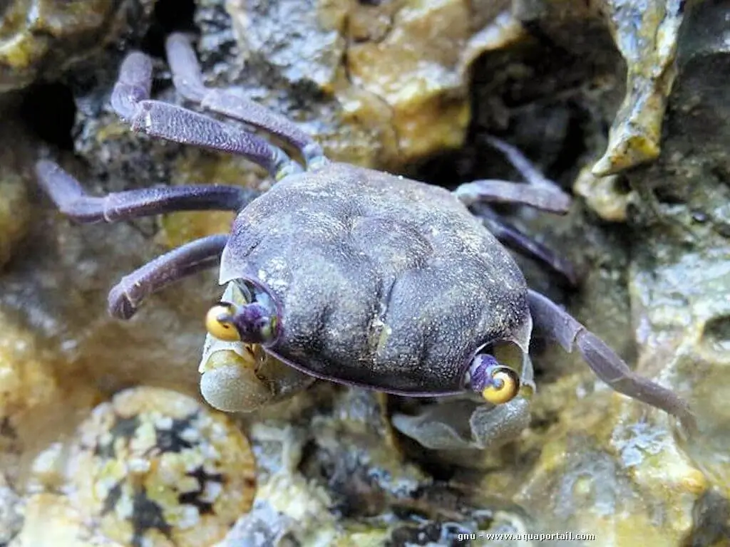 Chiromantes garfunkel