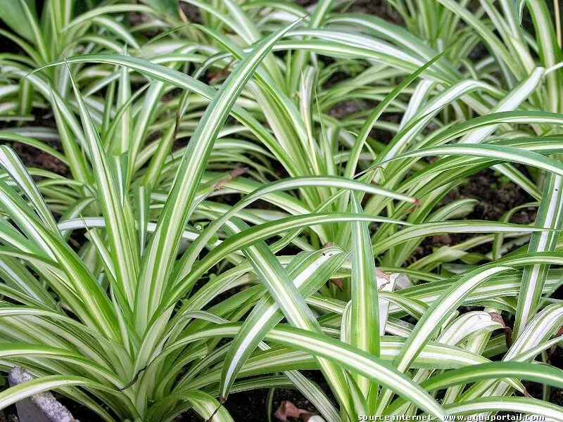 Chlorophytum comosum : Plante araignée, phalangère
