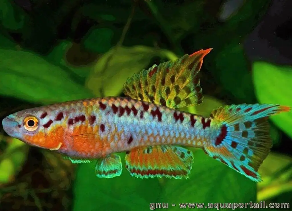 Aphyosemion bivittatum (killi à deux bandes)
