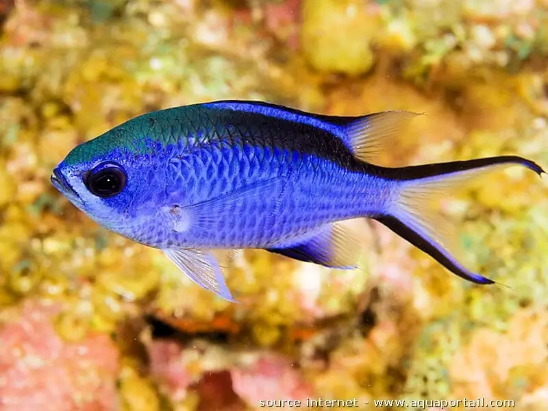 Chromis cyanea (demoiselle bleue des Caraïbes)