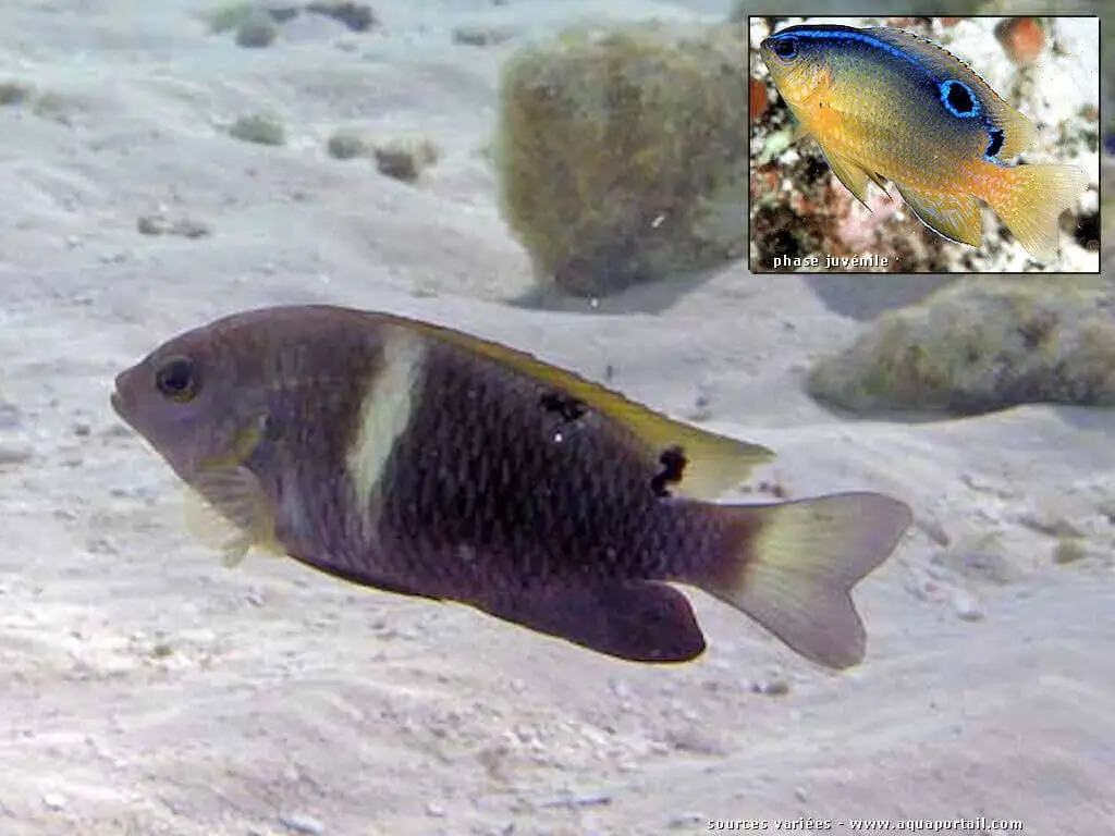 Chrysiptera biocellata