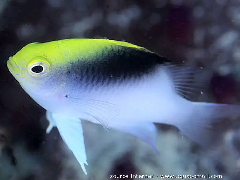 Chrysiptera rollandi (demoiselle de Rolland)