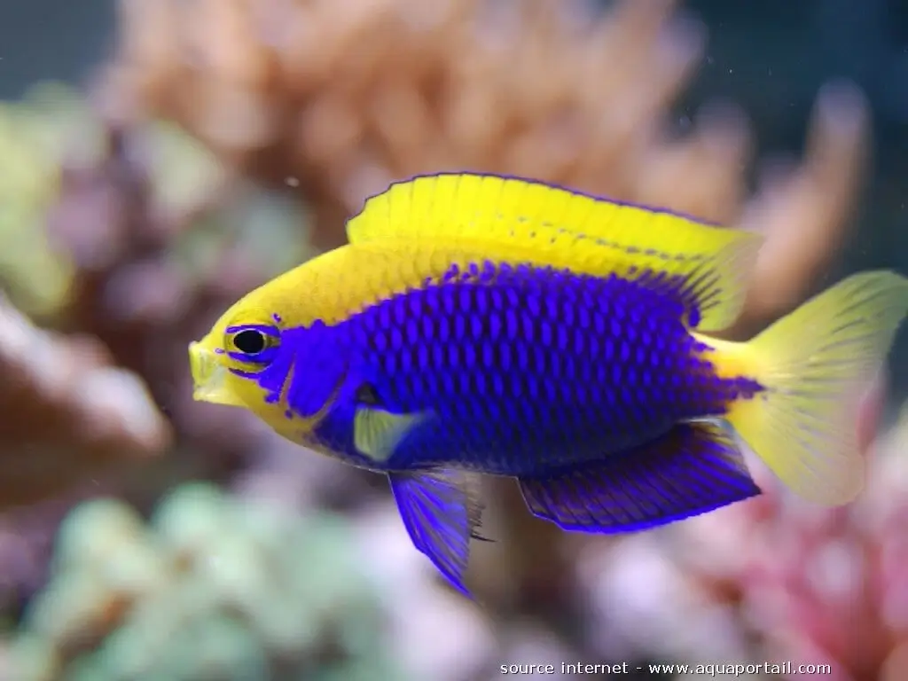 Chrysiptera starcki (demoiselle de Starck)