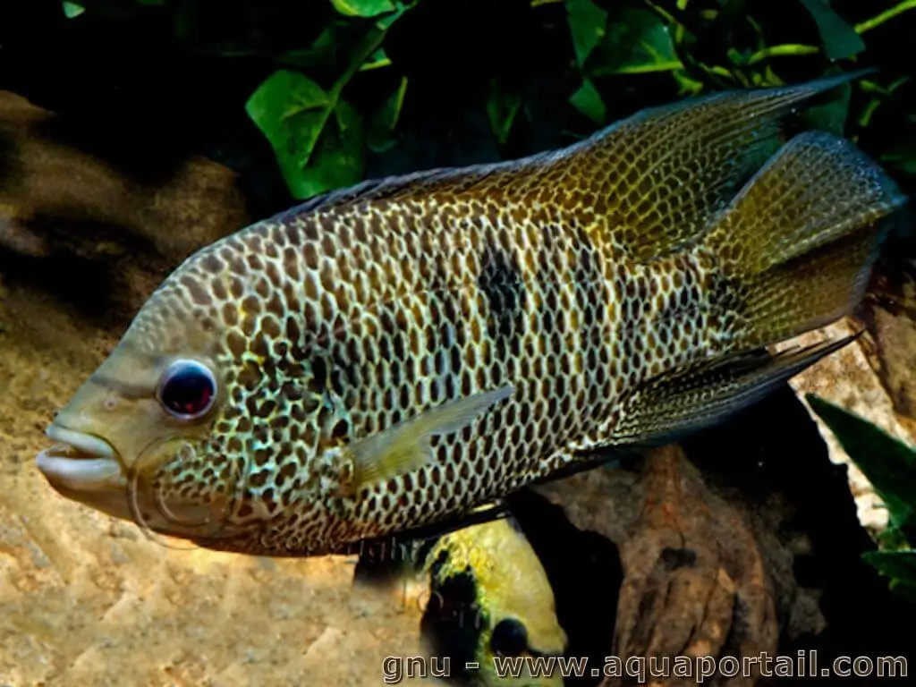 Cichlasoma bimaculatum (acara noir)