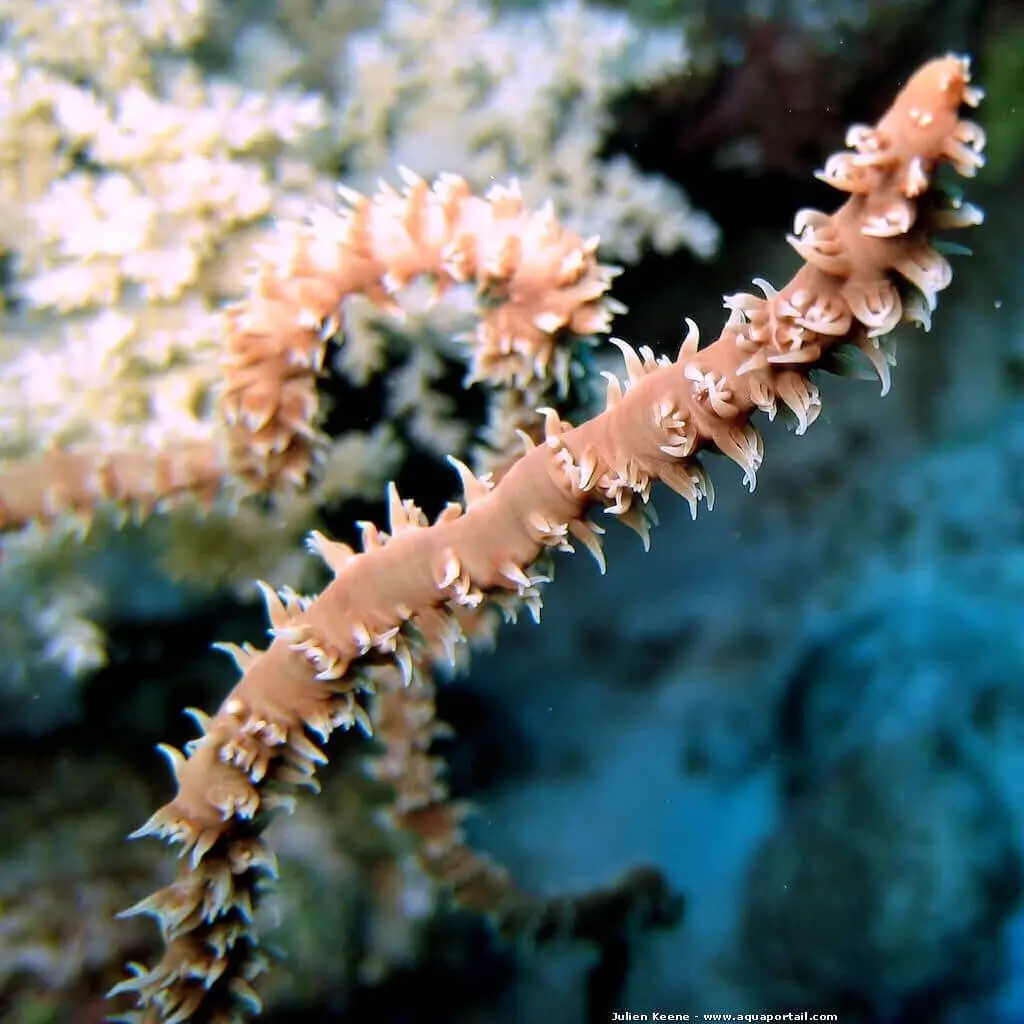 Cirrhipathes anguina (corail barbelé torsadé)