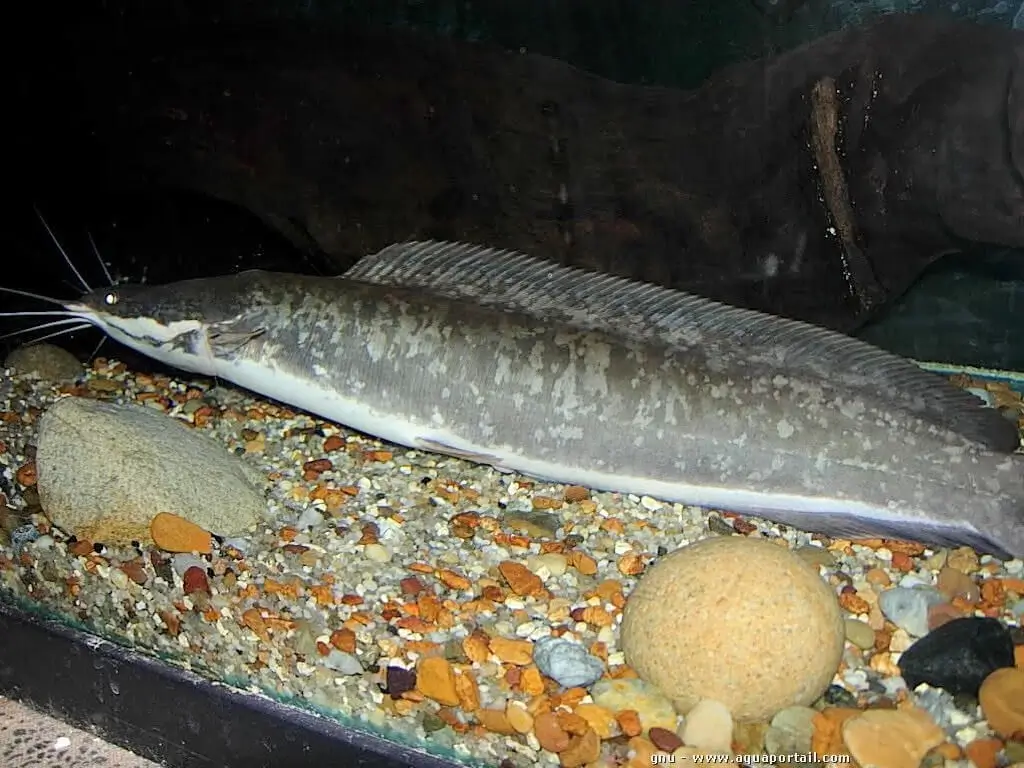Clarias batrachus (silure-grenouille)
