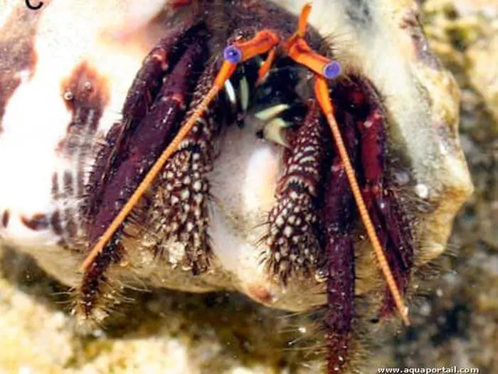 Clibanarius tricolor (bernard-l'ermite tricolore)