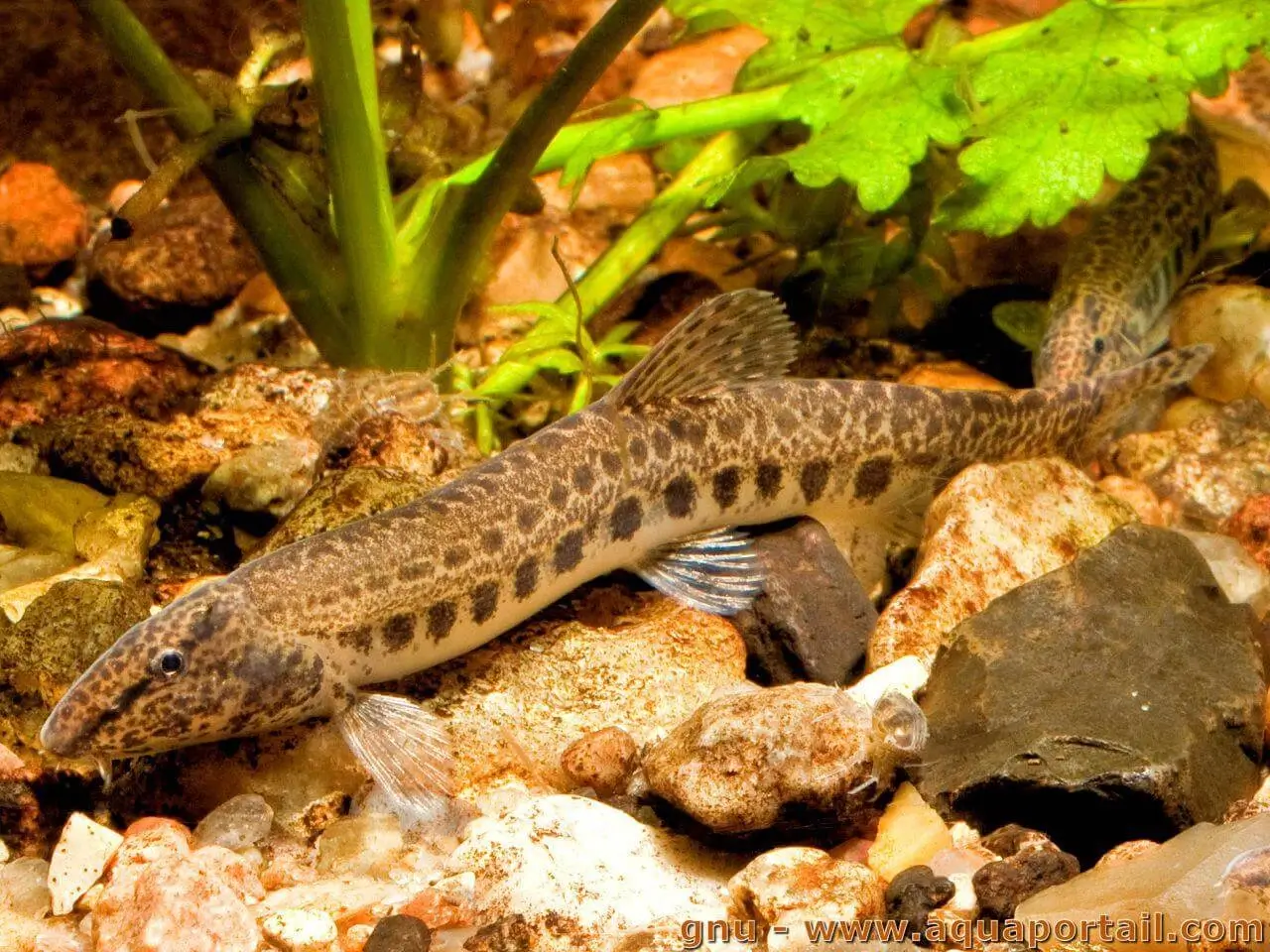 Cobitis taenia (Loche de rivière, Loche épineuse) - AquaPortail