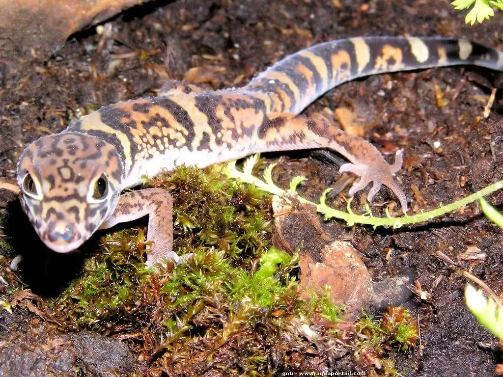 Coleonyx elegans (gecko nocturne du Yucatán)