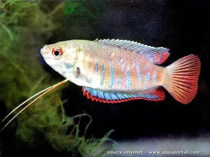Trichogaster fasciata (gourami bariolé)