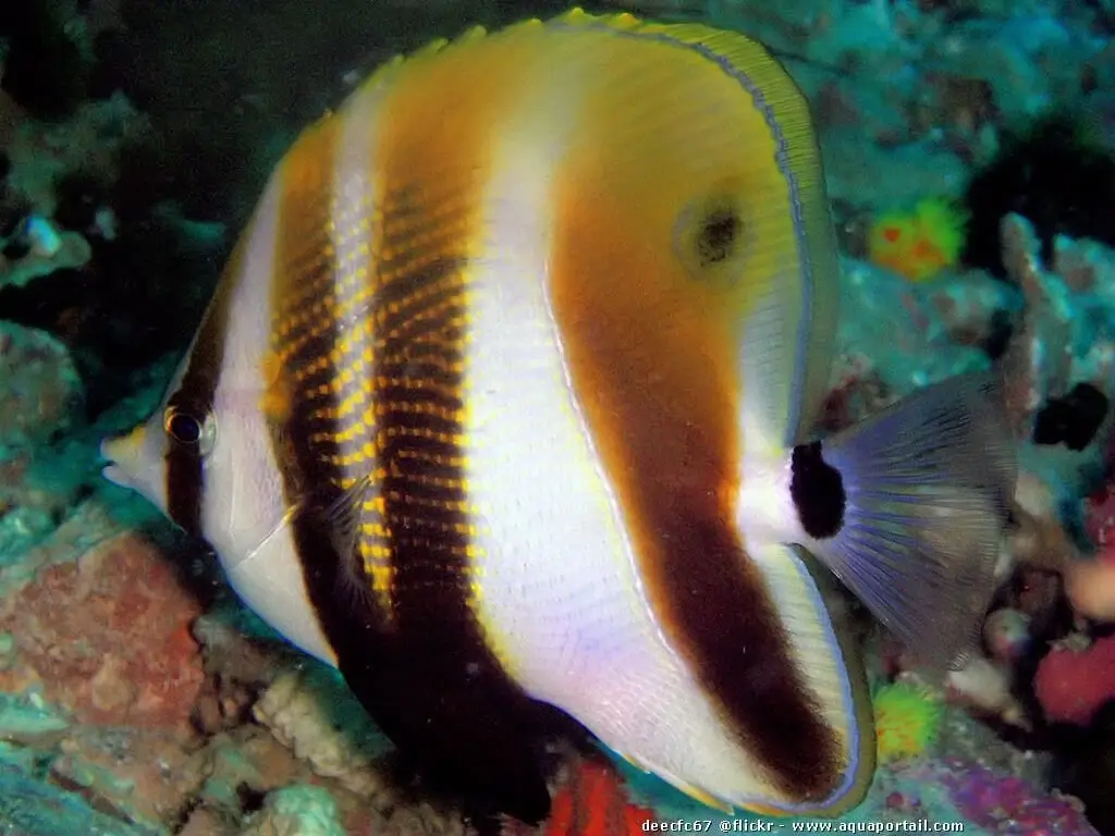 Coradion altivelis (coradion à grandes nageoires)