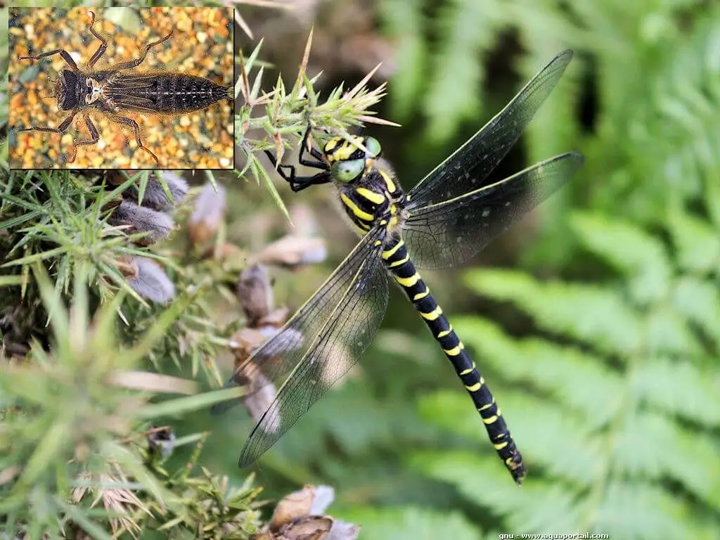 Cordulegaster boltonii (cordulégastre annelé)