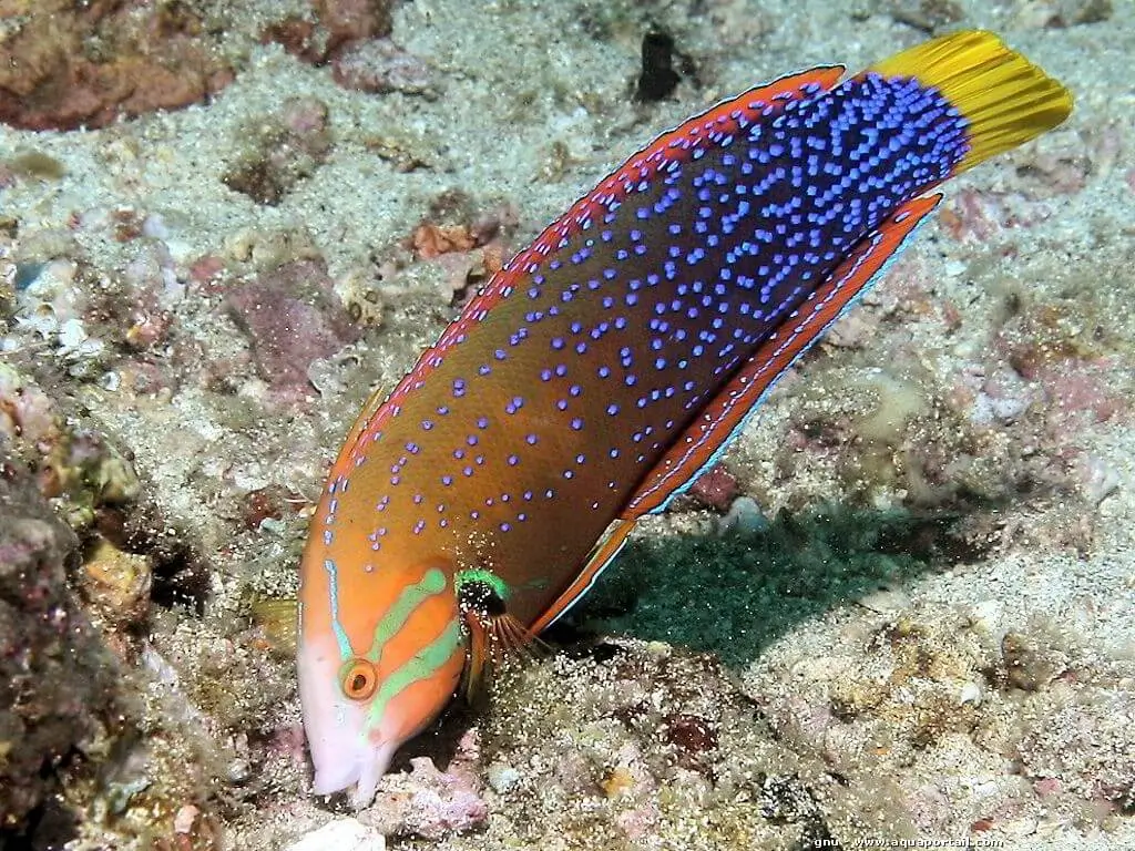 Coris gaimard - AquaPortail