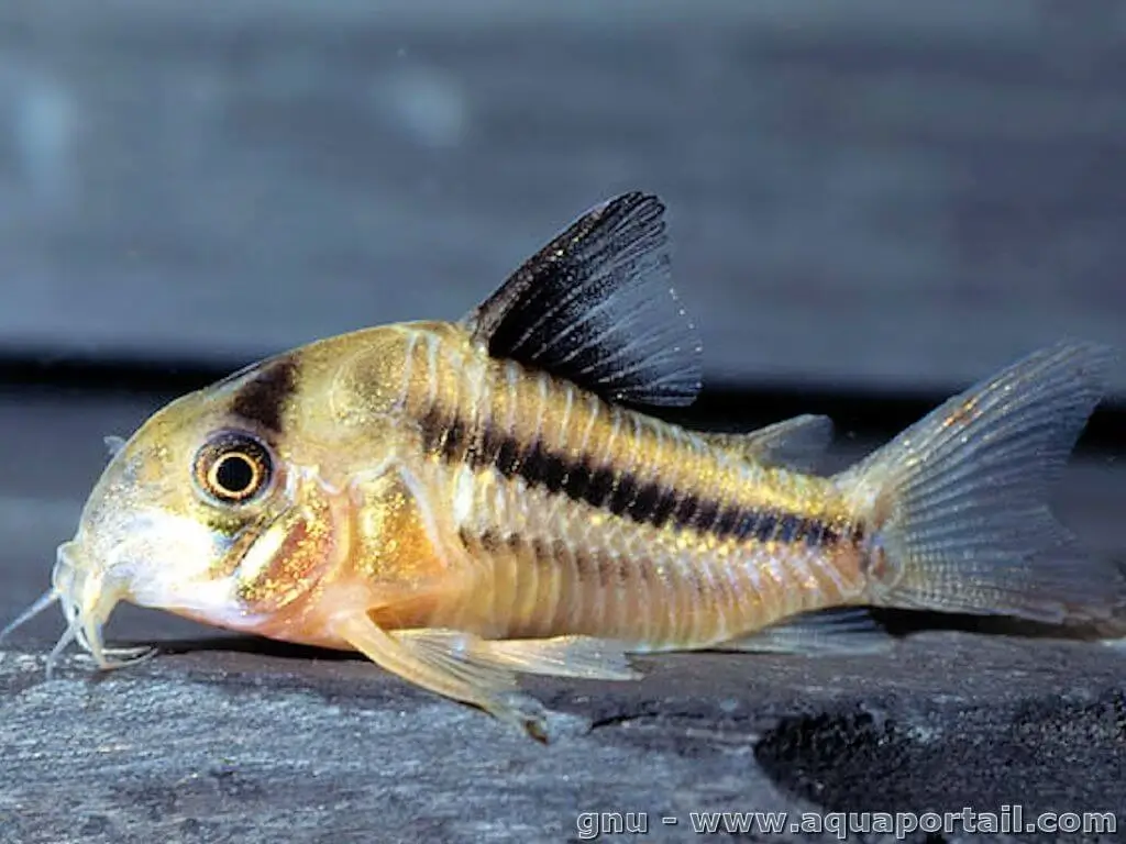Corydoras axelrodi (corydoras d'Axelrod)