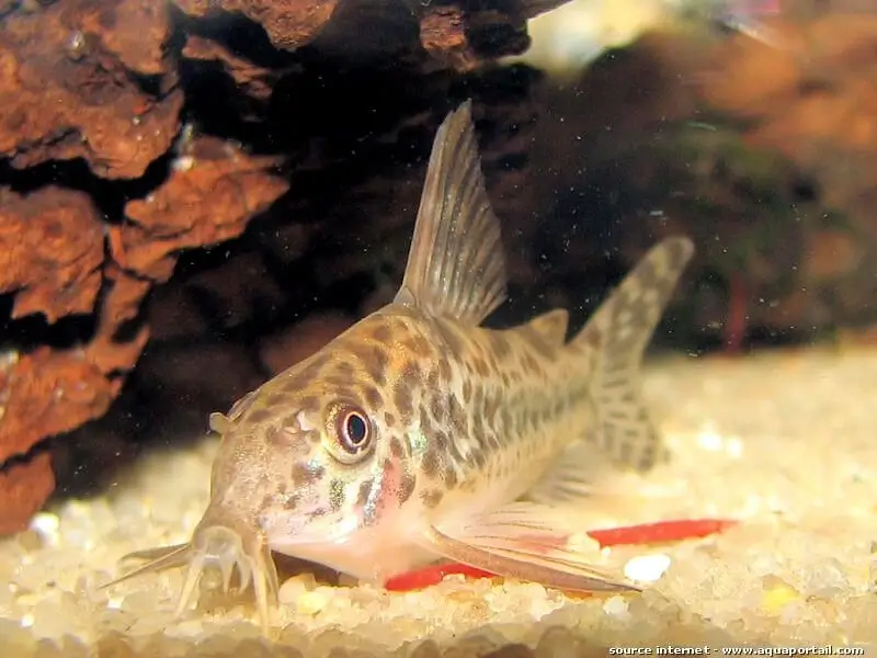 Corydoras (genre) : poissons-chats nains
