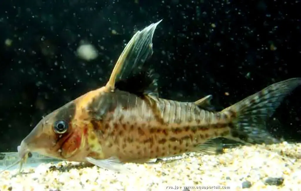 Corydoras robustus