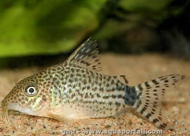 Corydoras spectabilis (corydoras millénium)