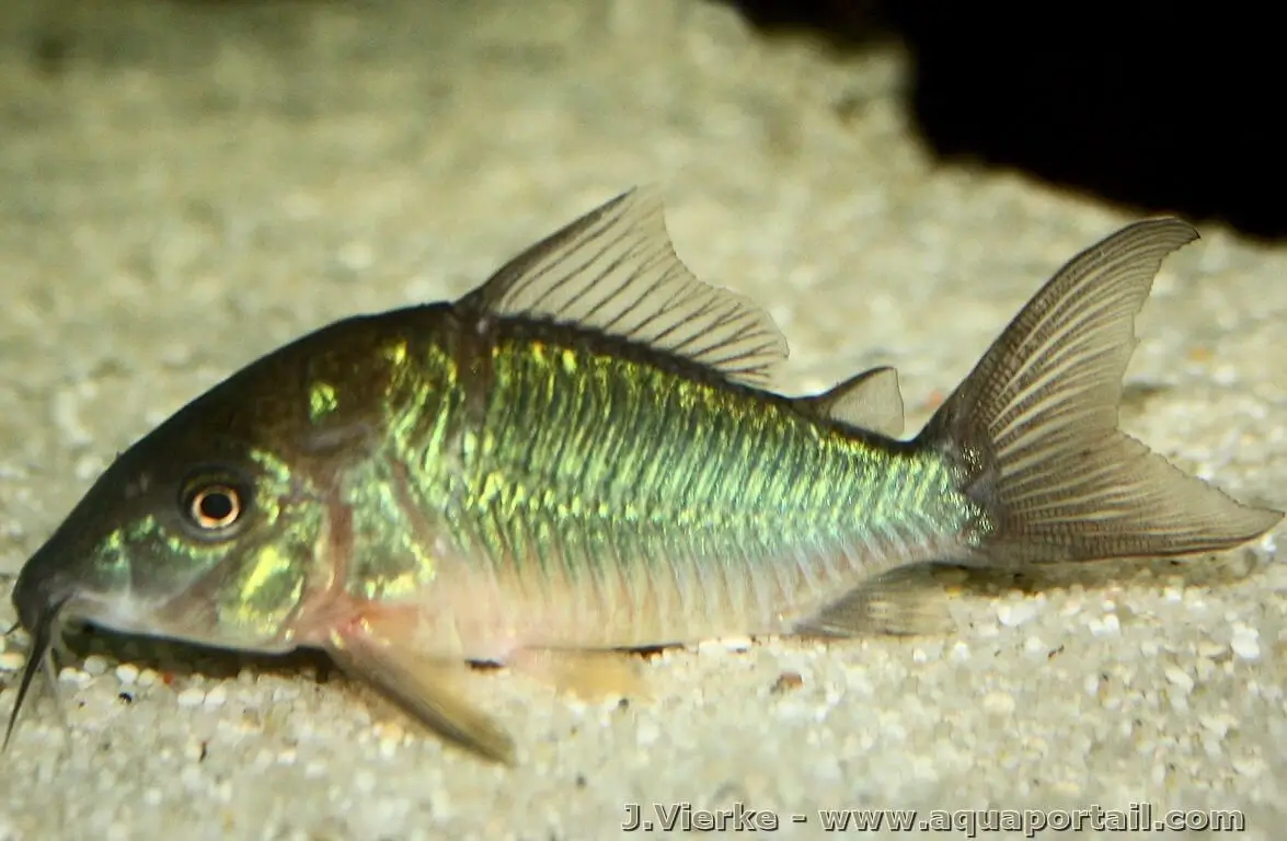 Corydoras splendens (poisson-chat émeraude)