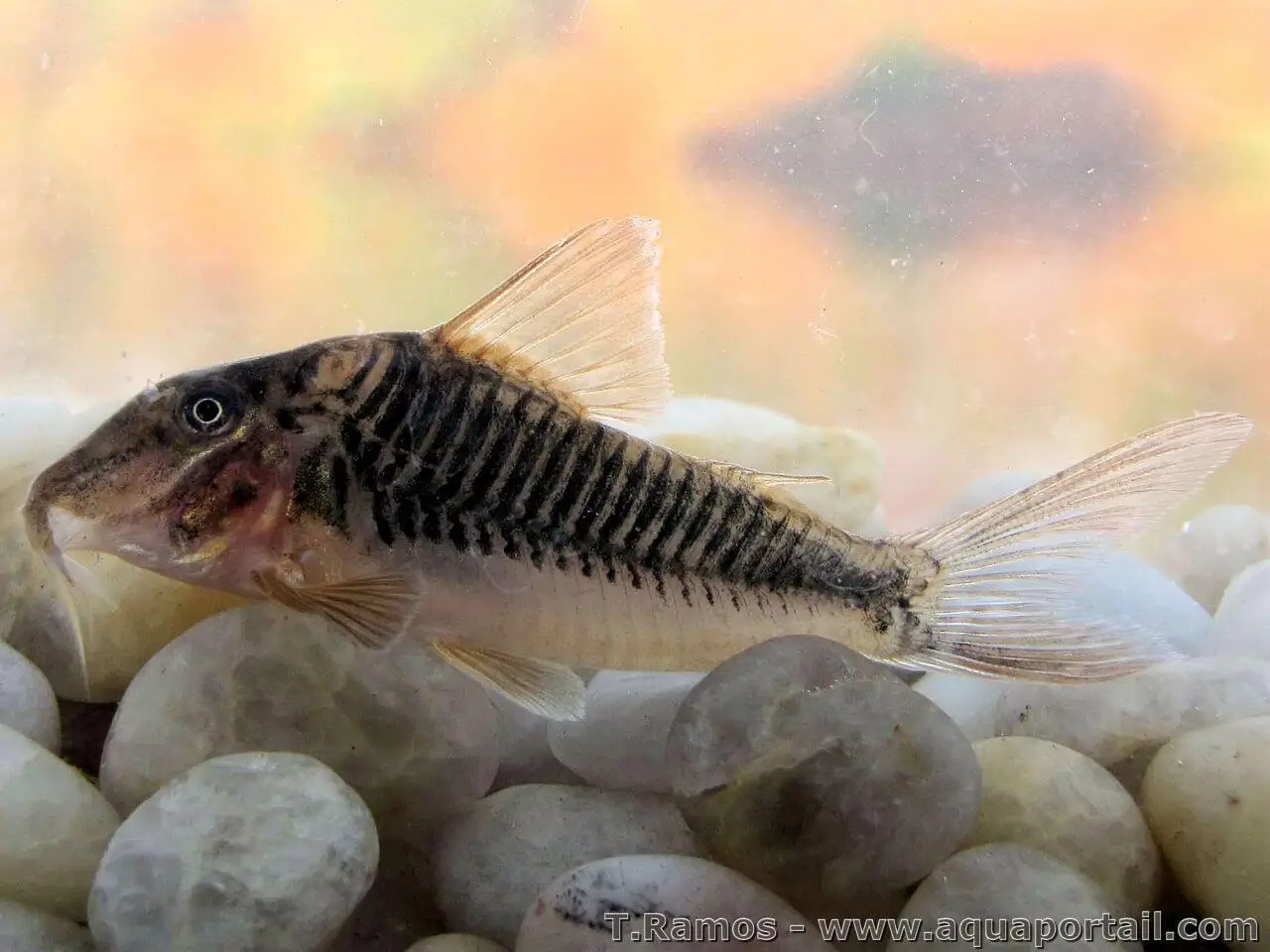 Corydoras treitlii