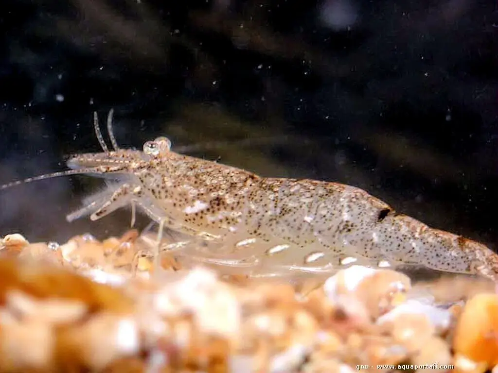 Crangon crangon : crevette grise