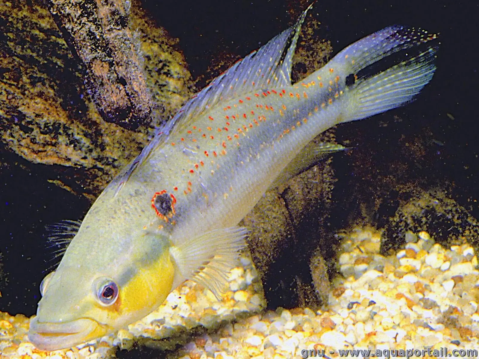 Crenicichla saxatilis (cichlidé brochet à queue en anneau)