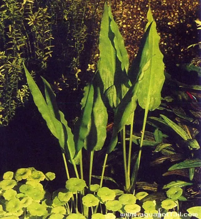 Cryptocoryne ciliata (cryptocoryne ciliée)