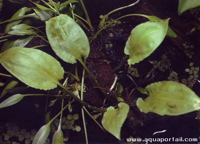 Cryptocoryne pontederiifolia (cryptocoryne à feuilles de pontederia)