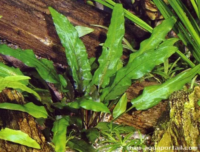 Cryptocoryne ciliata (Cryptocoryne ciliée)