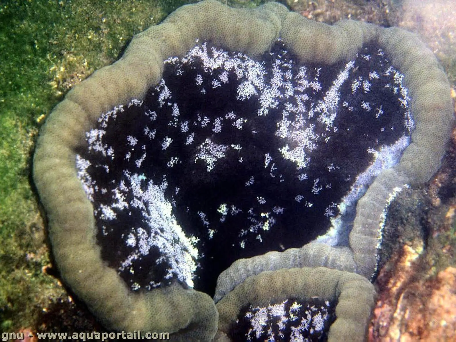 Cryptodendrum adhaesivum (anémone pizza)