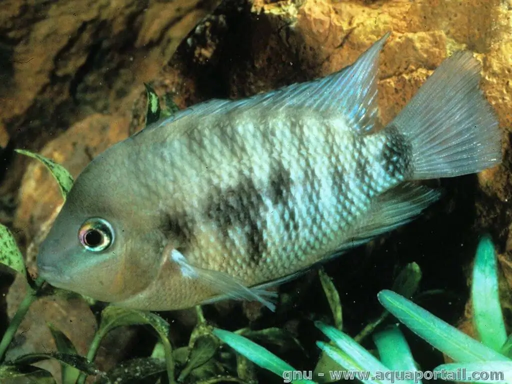 Cryptoheros spilurus (cichlidé aux yeux bleus)