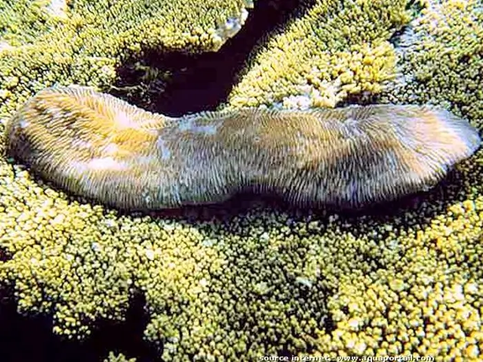 Ctenactis echinata (corail champignon ovale)