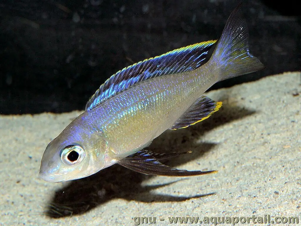 Cyathopharynx furcifer