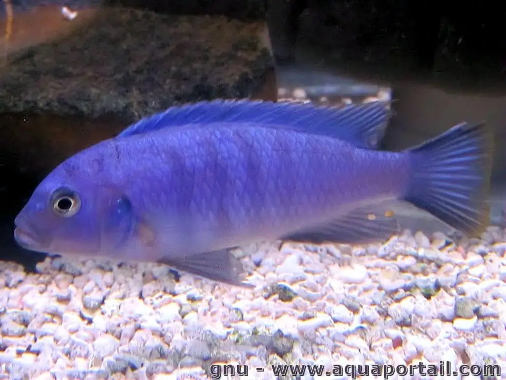 Cynotilapia afra