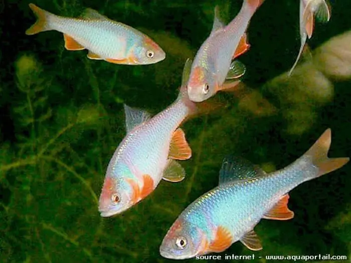 Cyprinella lutrensis (cyprin américain à nageoires rouges)