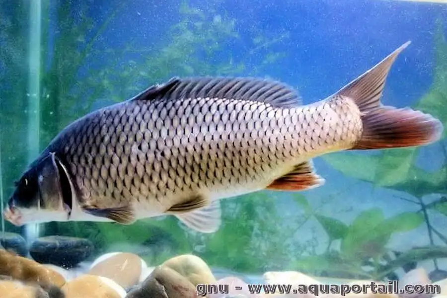 Cyprinus rubrofuscus