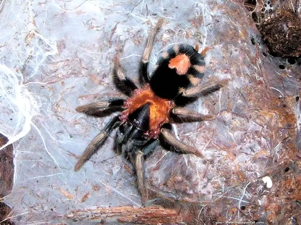 Cyriocosmus elegans (mygale naine tigrée)