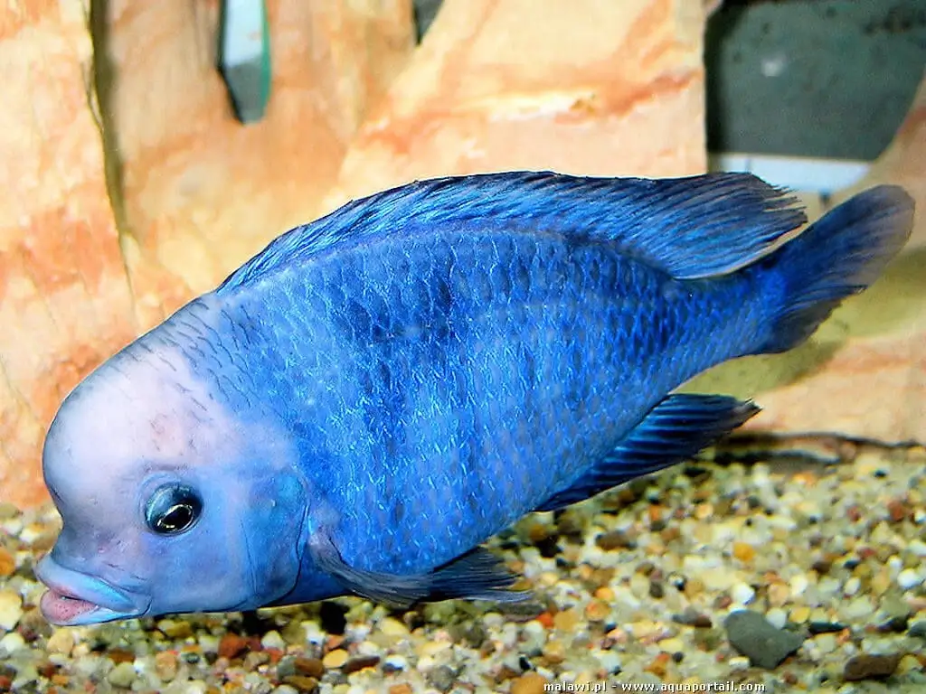 Cyrtocara moorii (cichlidé dauphin bleu)