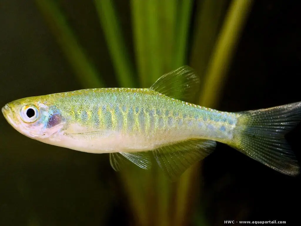 Danio aesculapii (danio panthère)