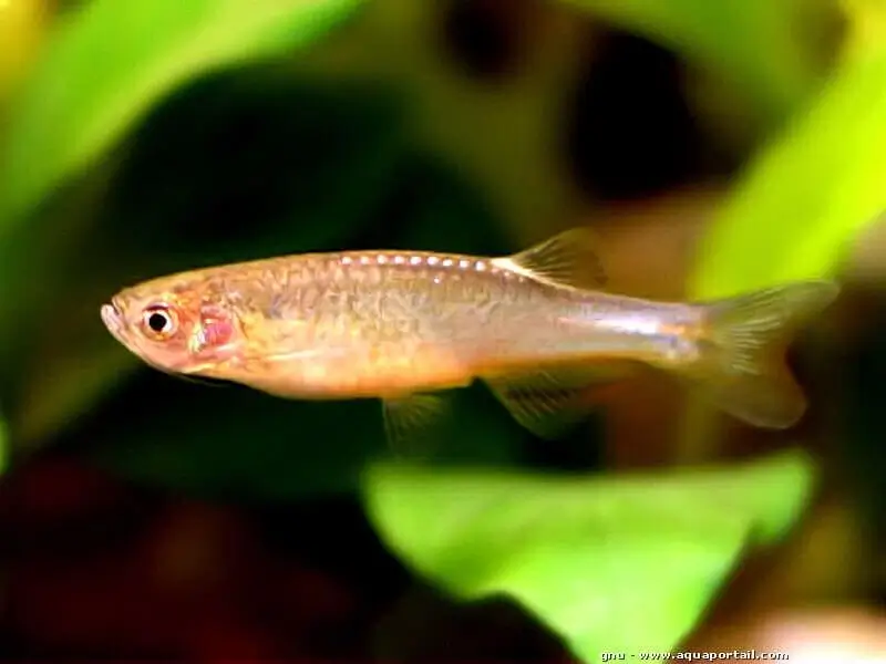 Danio roseus (danio rose)