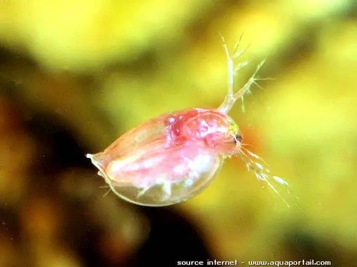 Daphnia magna (grande daphnie)