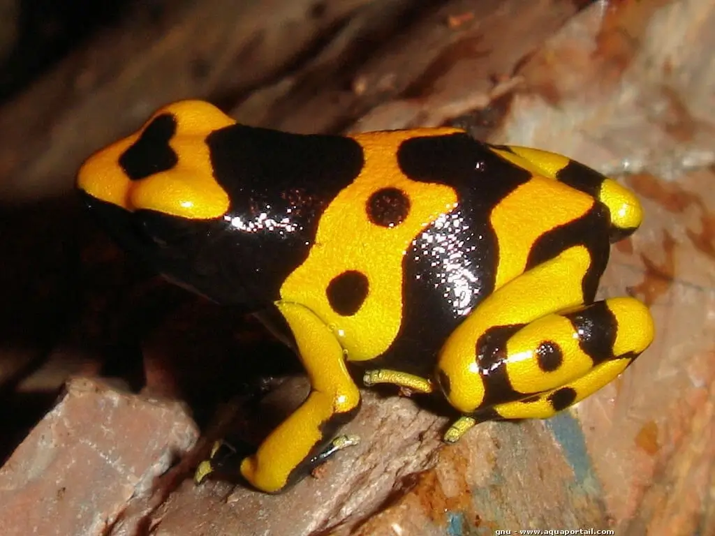 Dendrobates auratus (Dendrobate doré) - AquaPortail